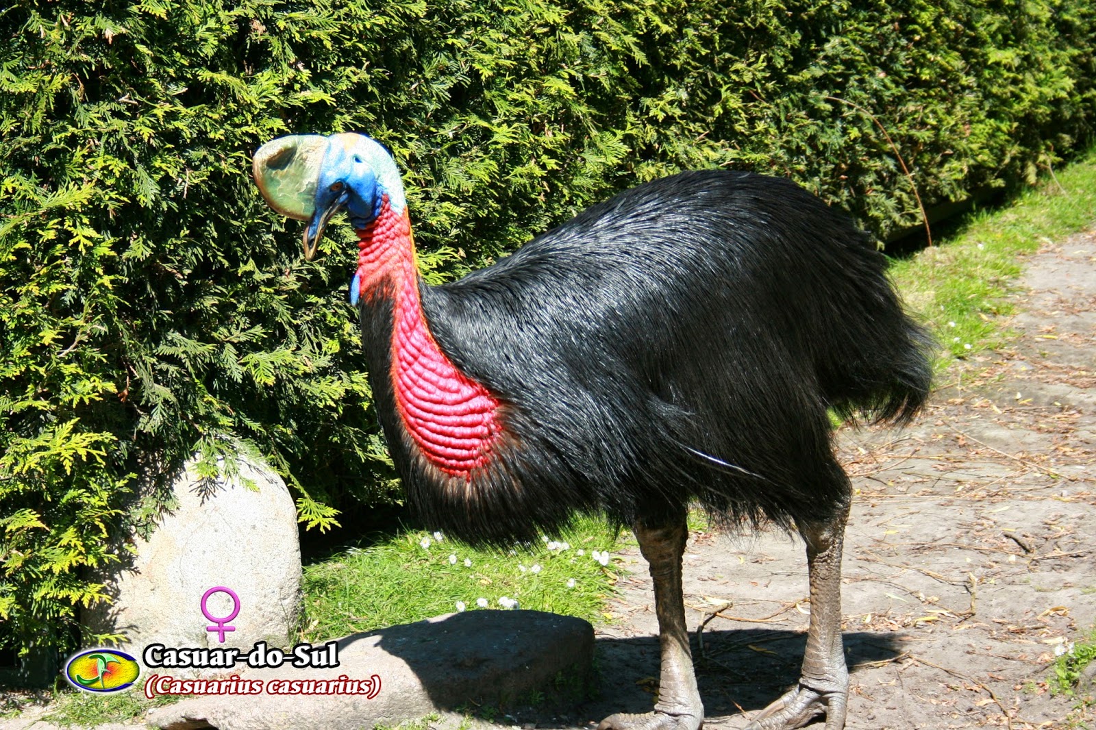 Zoologia: Casuar-do-Sul (Casuarius casuarius)